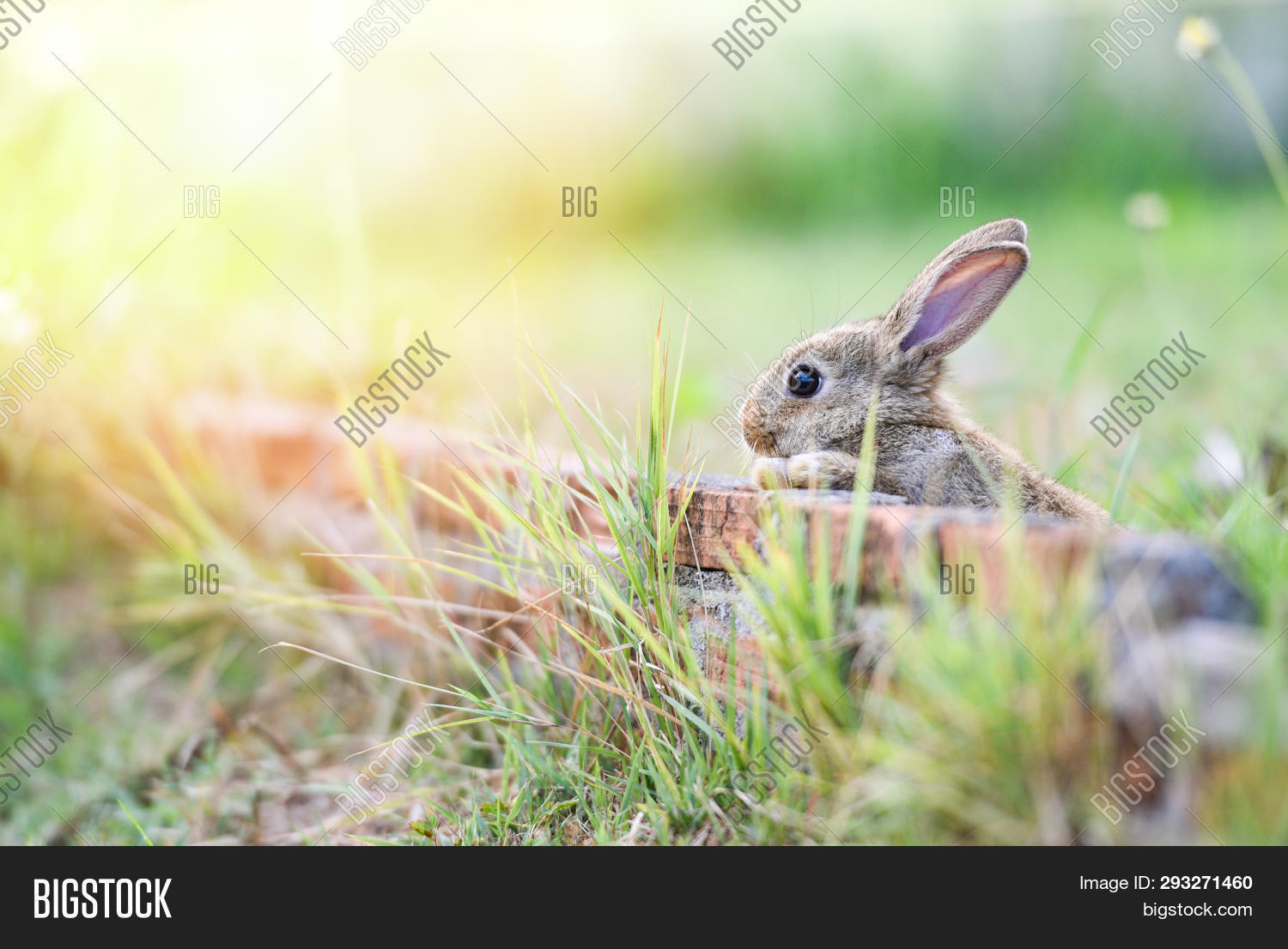 Cute Rabbit Sitting On Image & Photo (Free Trial) | Bigstock