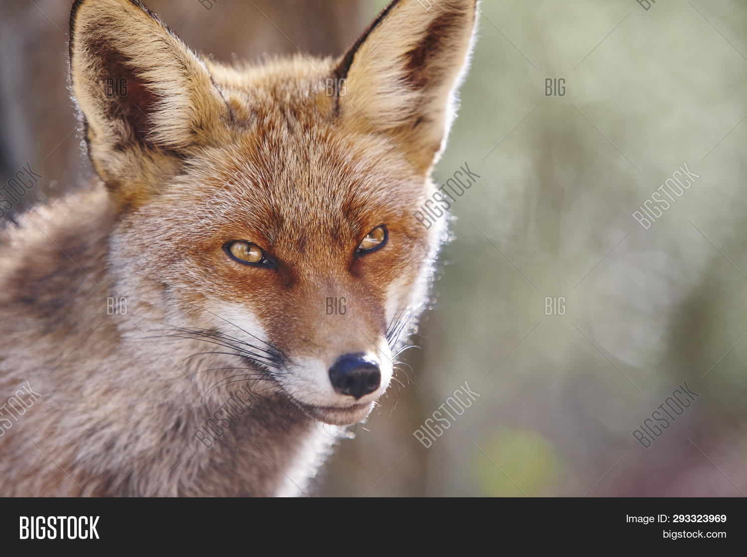 Fox Head Geen Image & Photo (Free Trial) | Bigstock