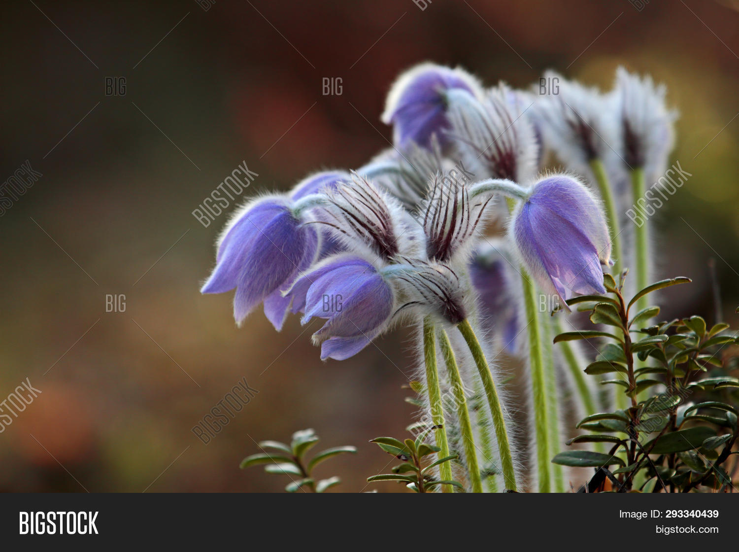 Beautiful Protected Image & Photo (Free Trial) | Bigstock