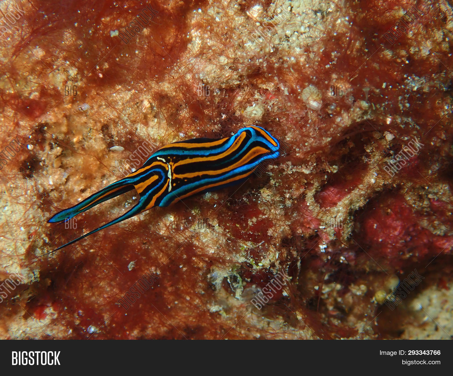 Nudibranchs Group Soft Image & Photo (Free Trial) | Bigstock