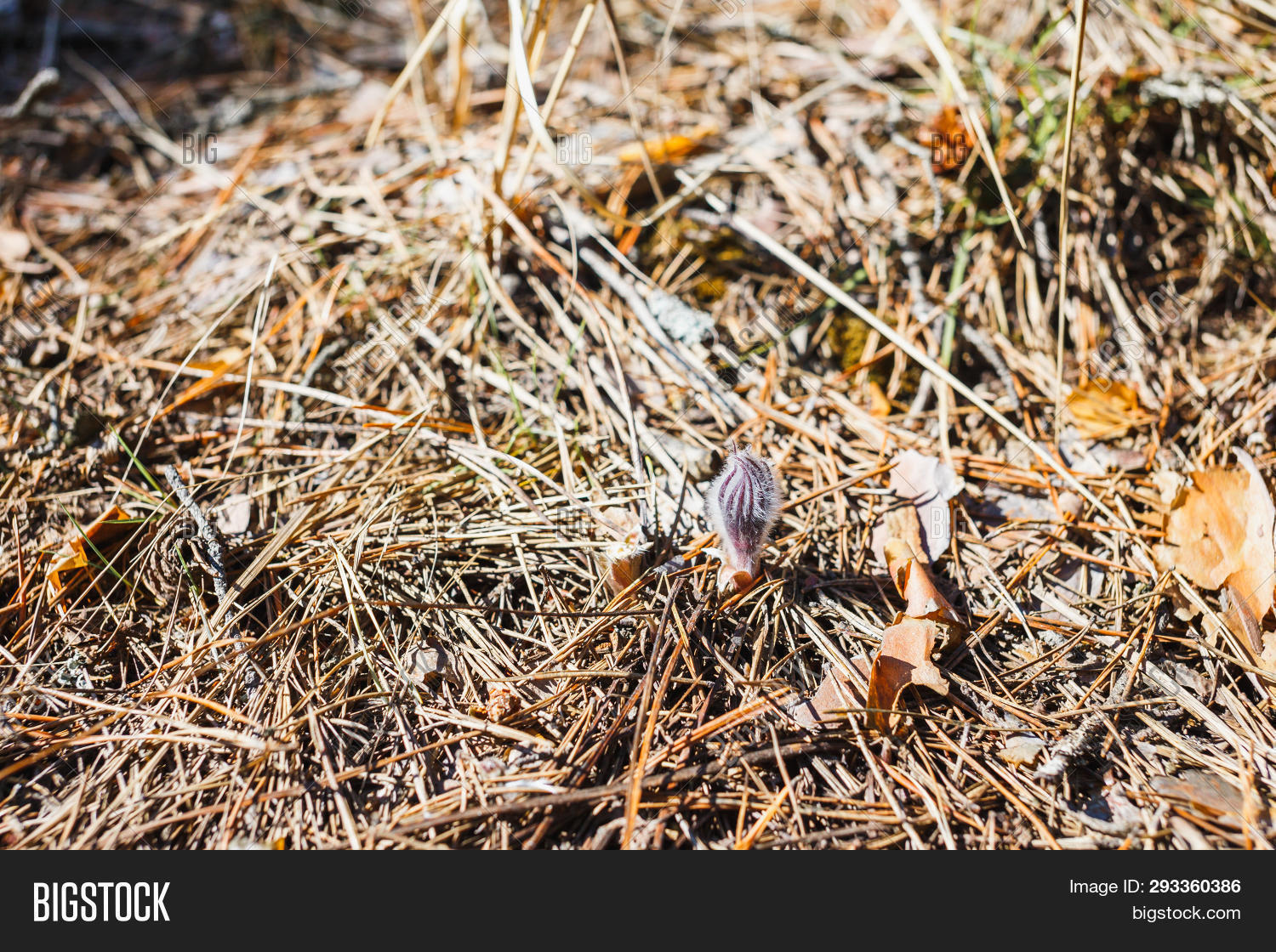 First Dream-grass Has Image & Photo (Free Trial) | Bigstock