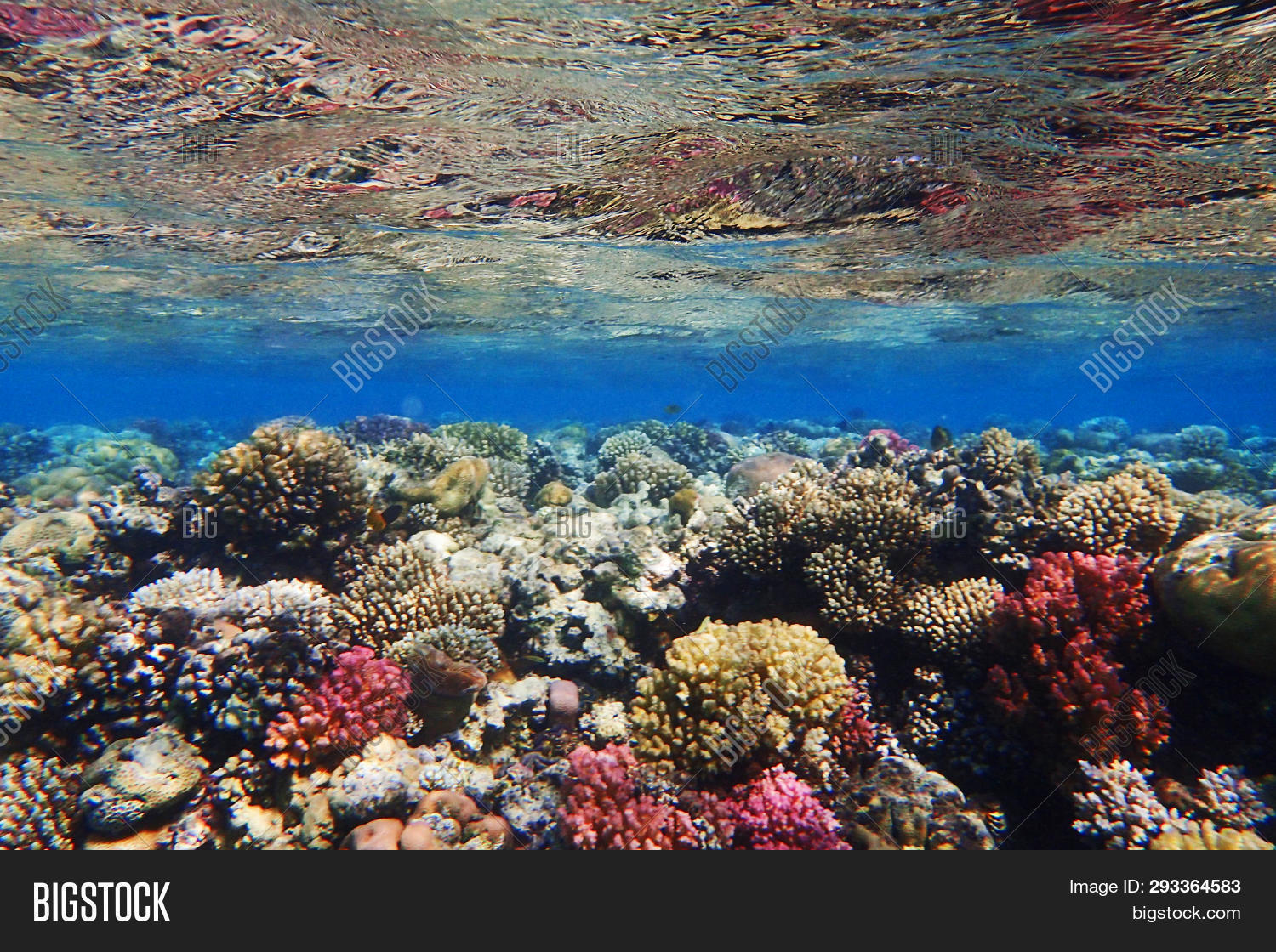 Coral Reef Egypt Ocean Image & Photo (Free Trial) | Bigstock