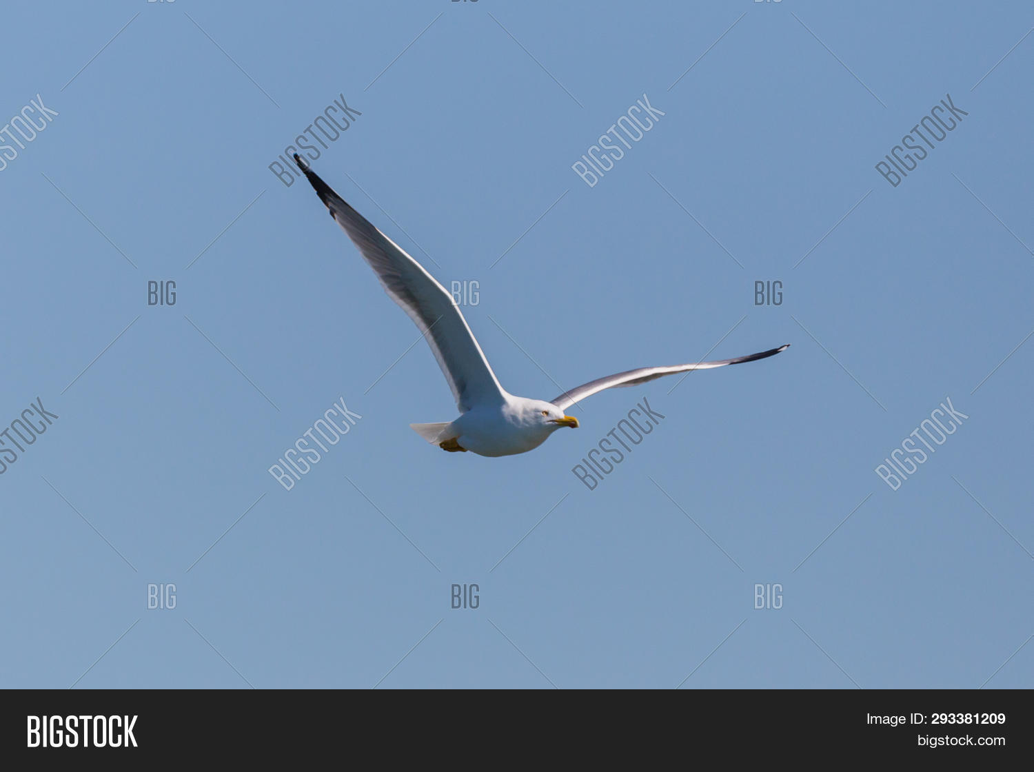 Natural Flying Yellow- Image & Photo (Free Trial) | Bigstock