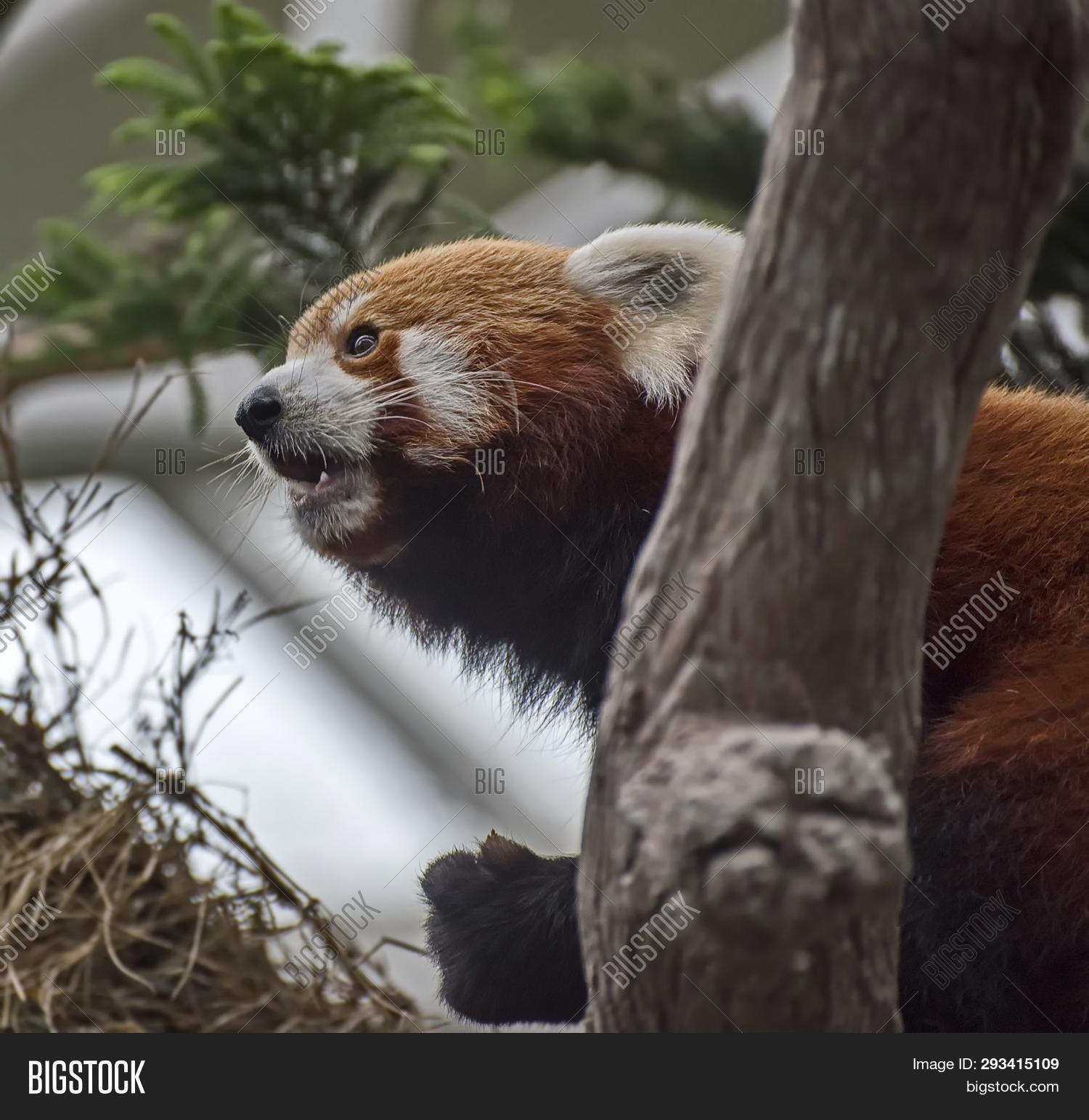 Small Panda, Cat Bear Image & Photo (Free Trial) | Bigstock