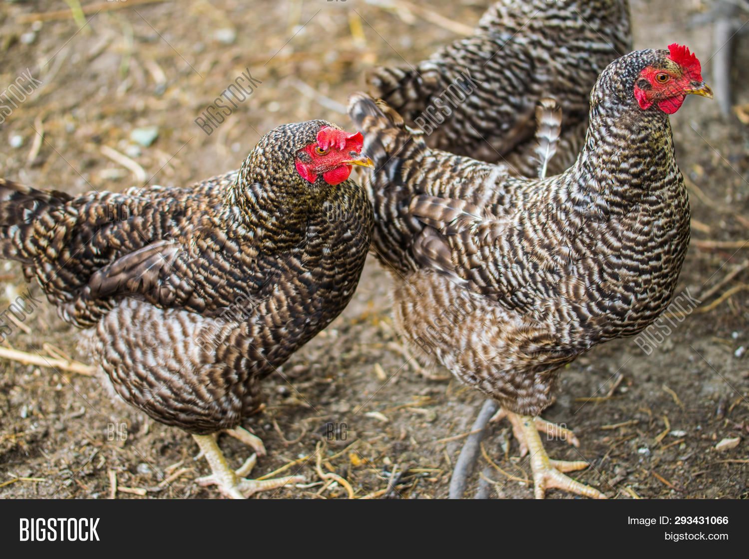 Beautiful Grey Hens On Image & Photo (Free Trial) | Bigstock