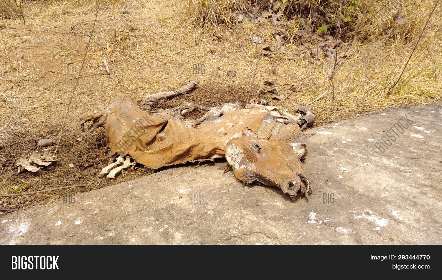 Dead Cow On Road. Image & Photo (Free Trial) | Bigstock