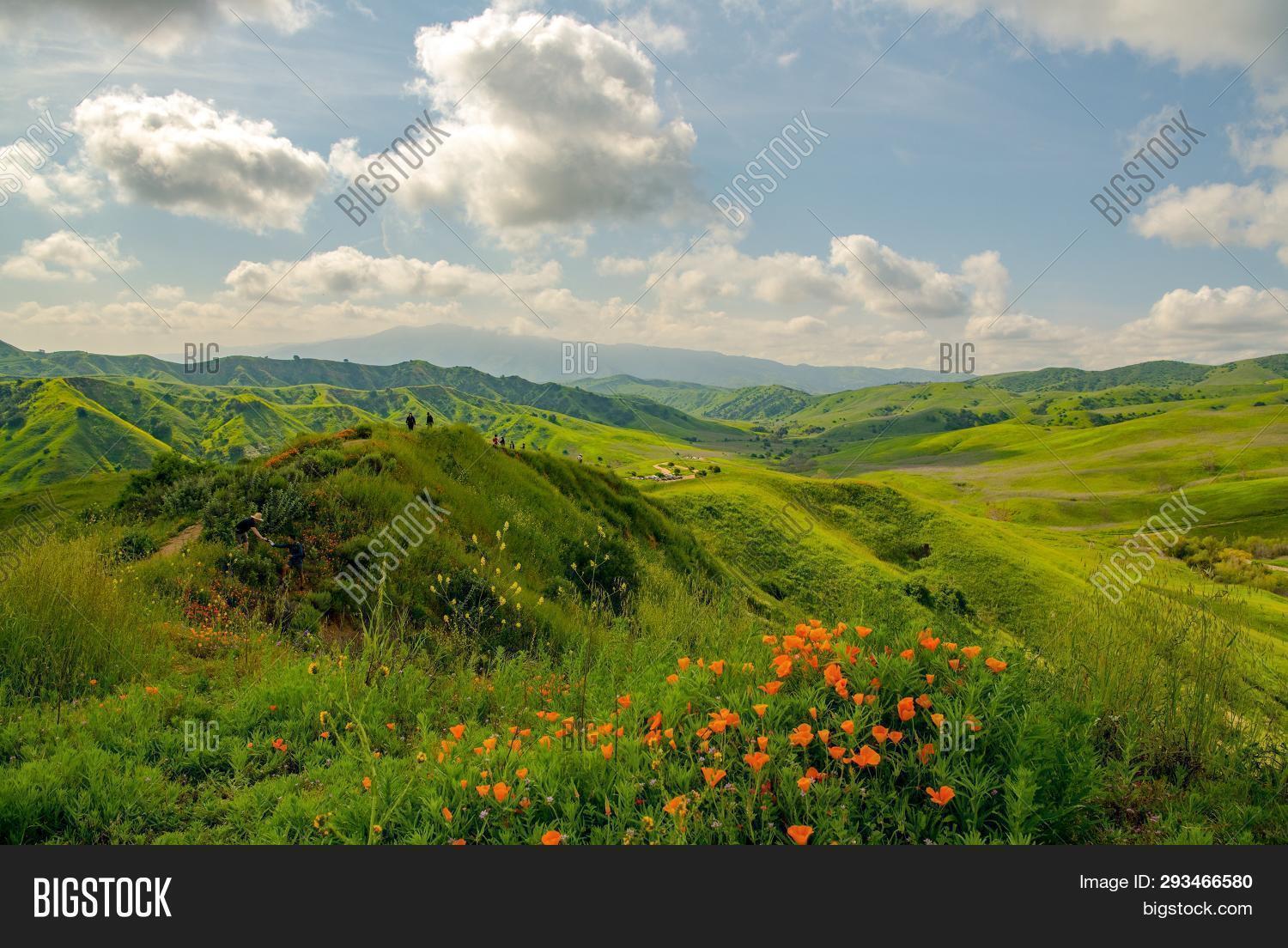 Poppies Green Hills Image & Photo (Free Trial) | Bigstock