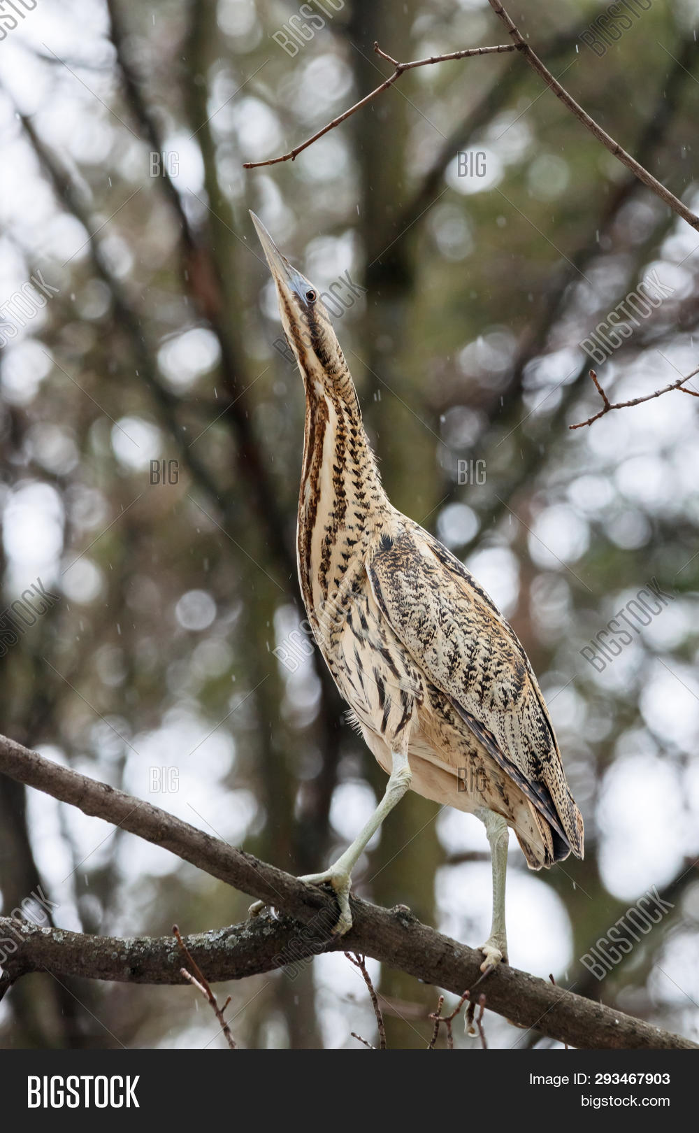 Eurasian Bittern Image & Photo (Free Trial) | Bigstock