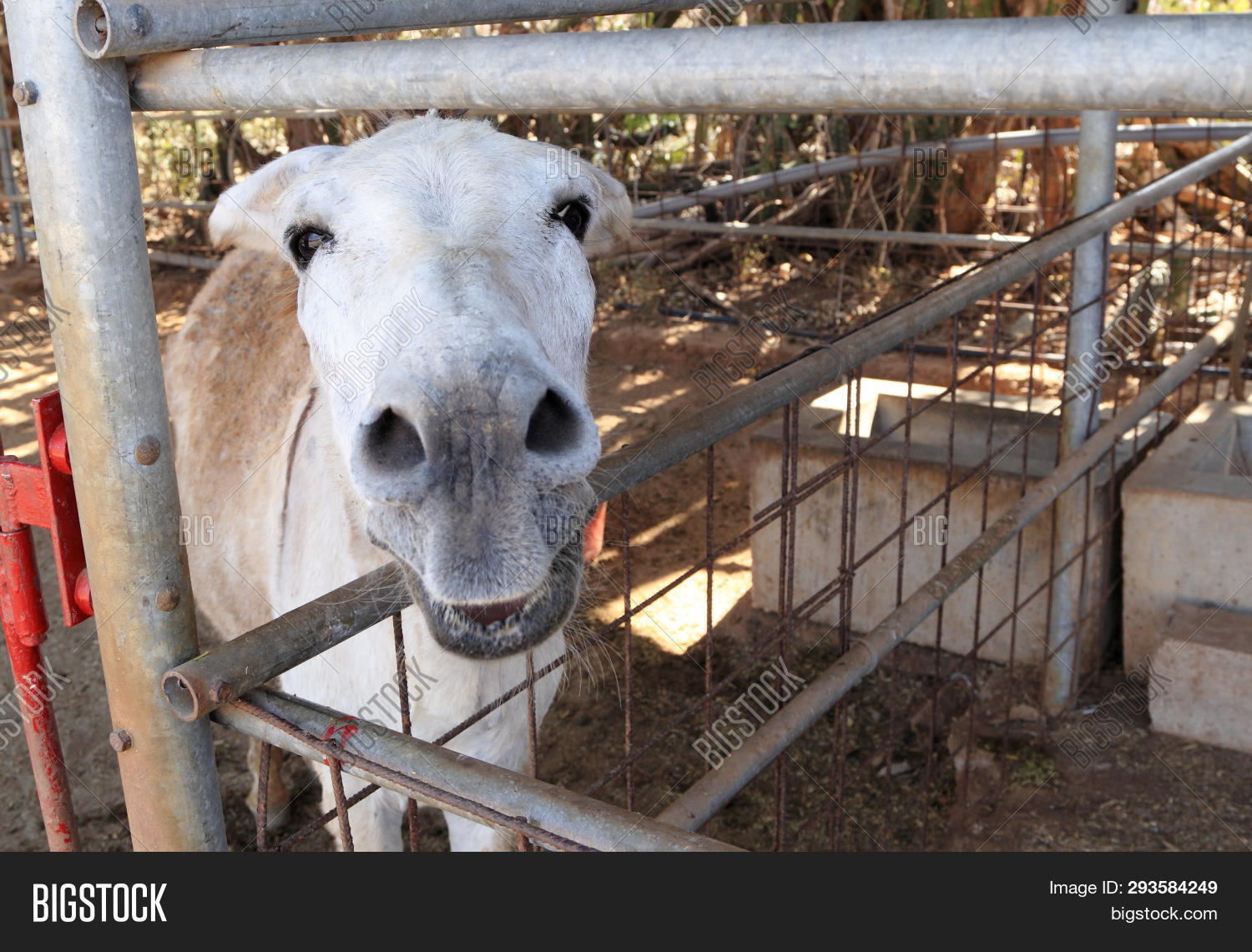 Close- Male Donkey ( Image & Photo (Free Trial) | Bigstock