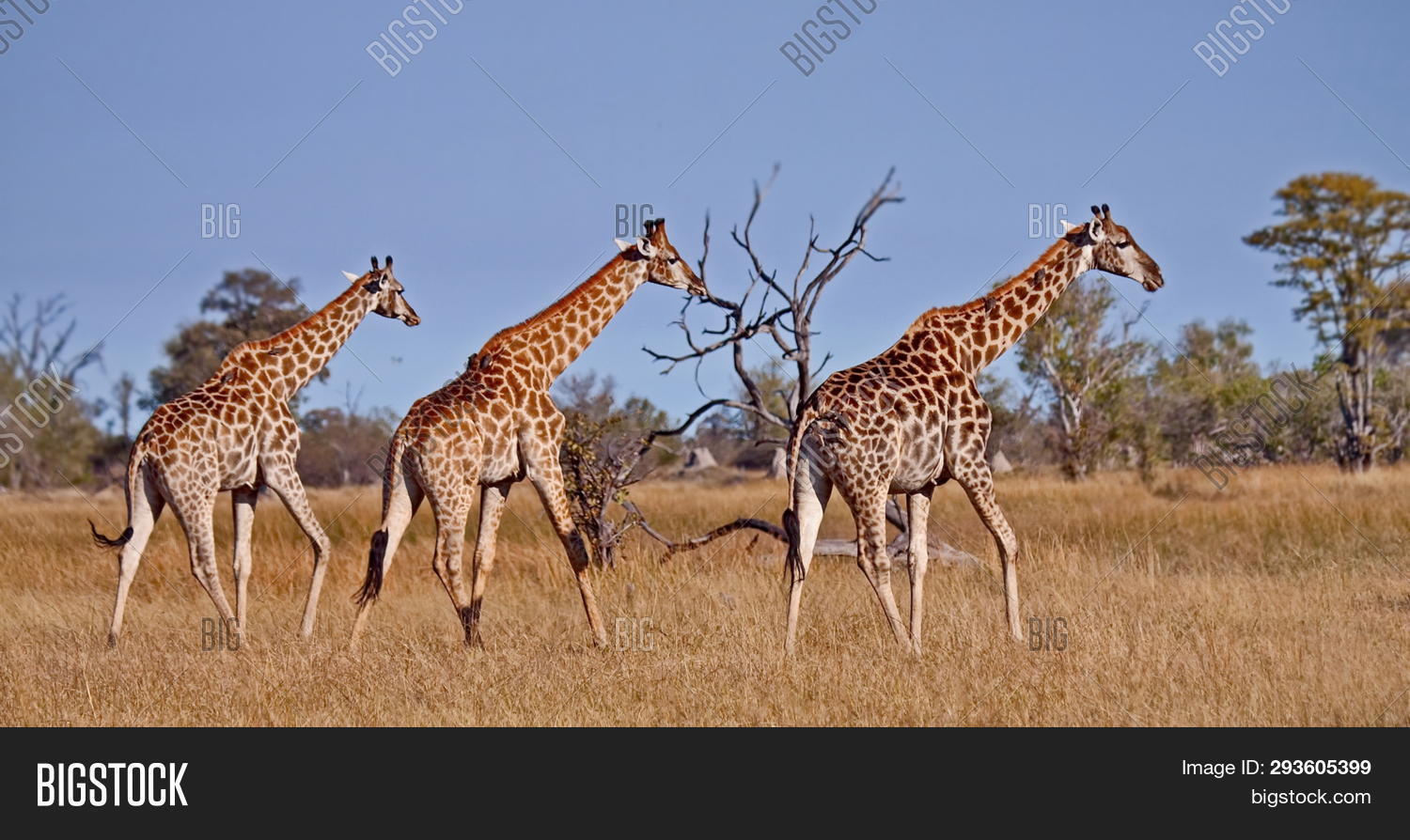 Giraffe Family. Image & Photo (Free Trial) | Bigstock