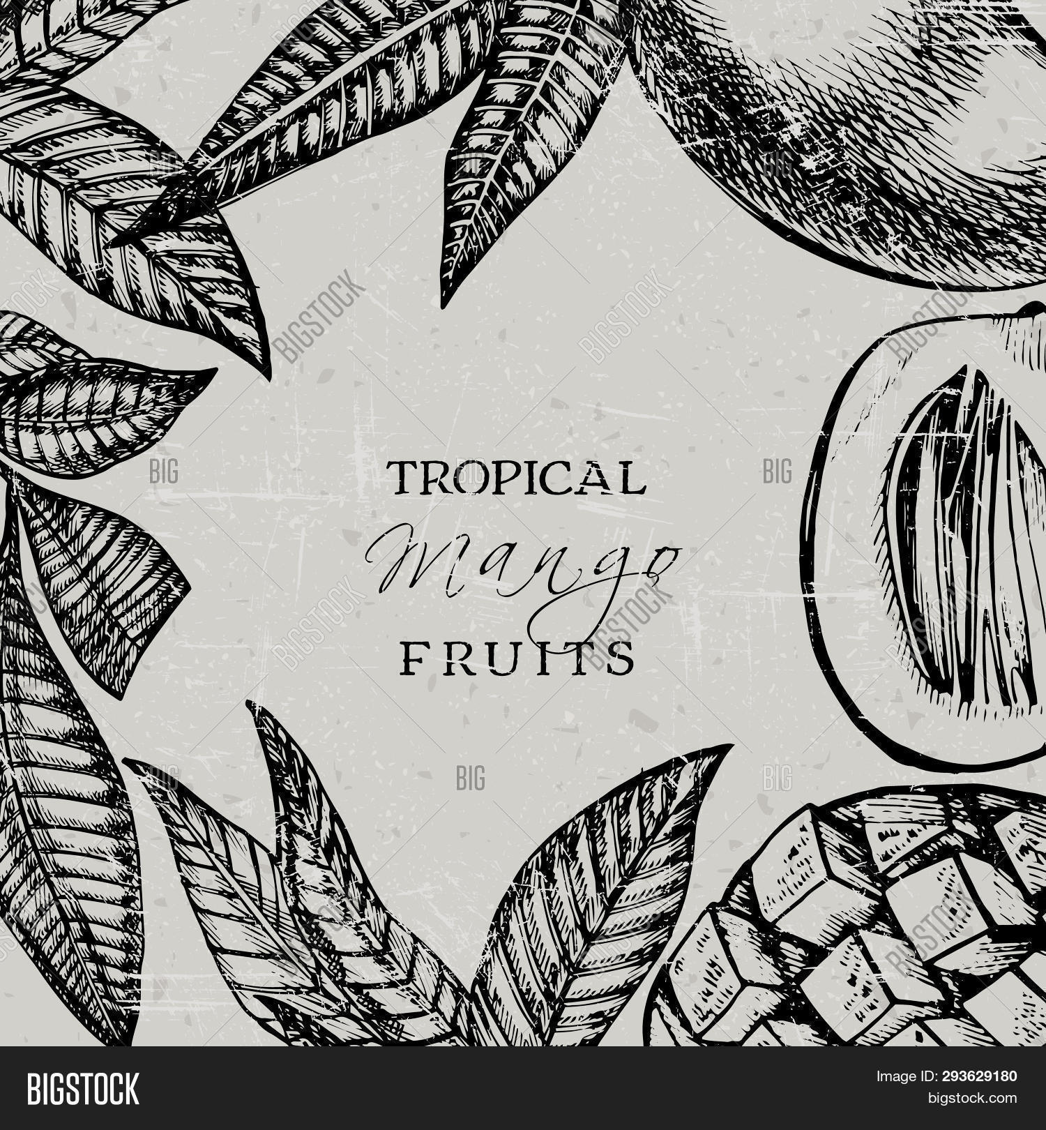Mango Tree Vintage Image & Photo (Free Trial) | Bigstock