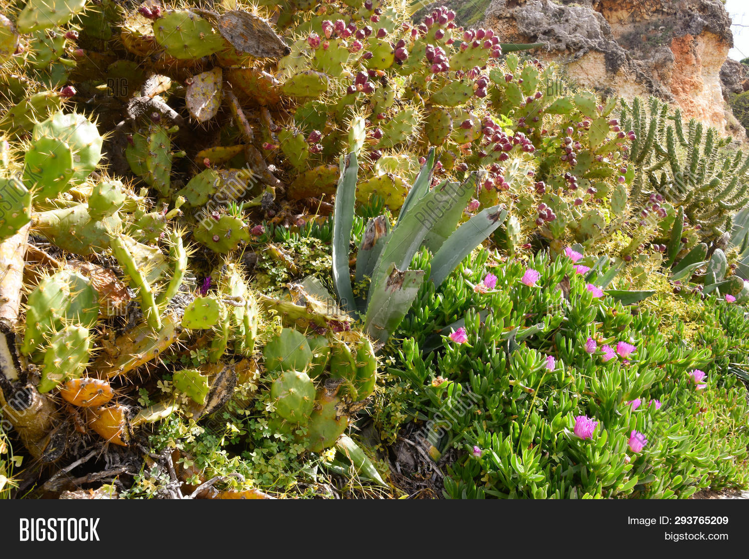 Flowers On Algarve Image & Photo (Free Trial) | Bigstock
