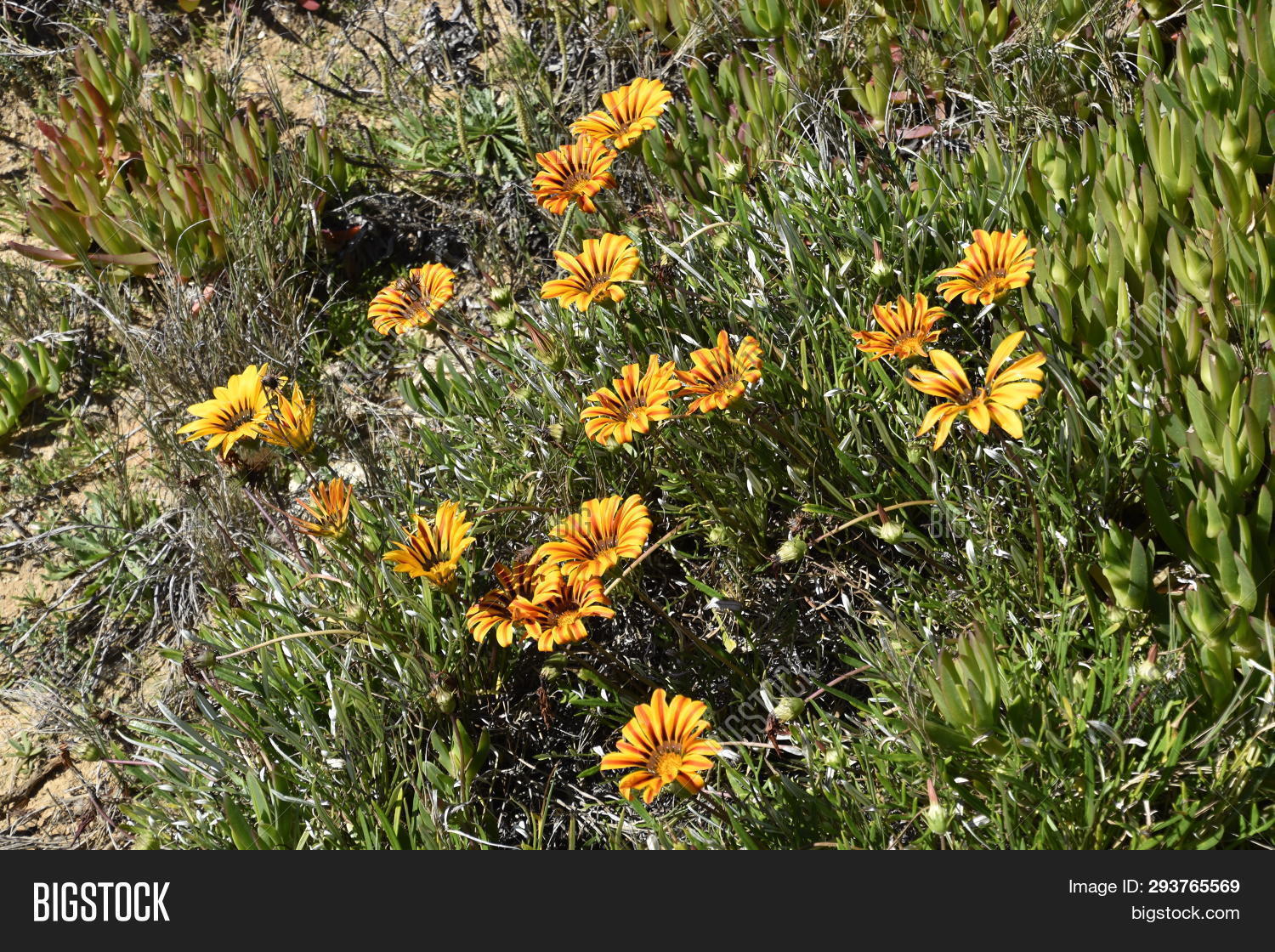 Flowers On Algarve Image & Photo (Free Trial) | Bigstock