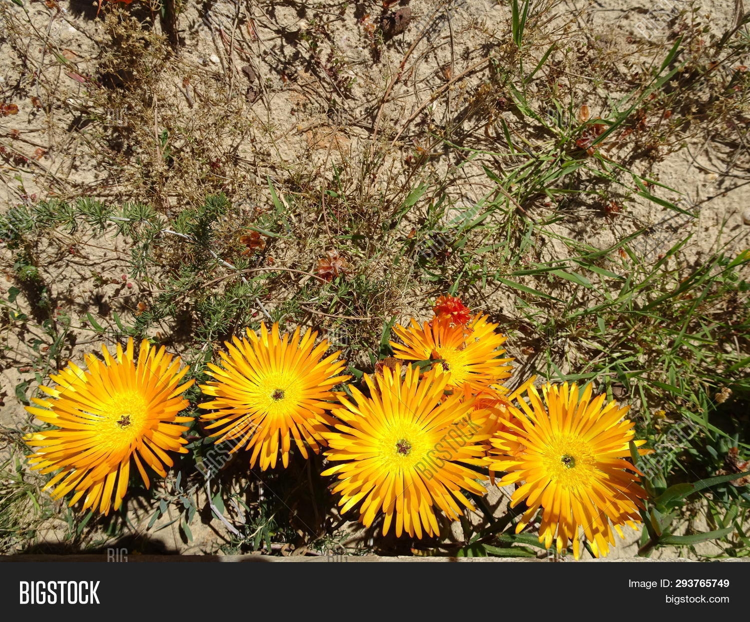 Flowers On Algarve Image & Photo (Free Trial) | Bigstock