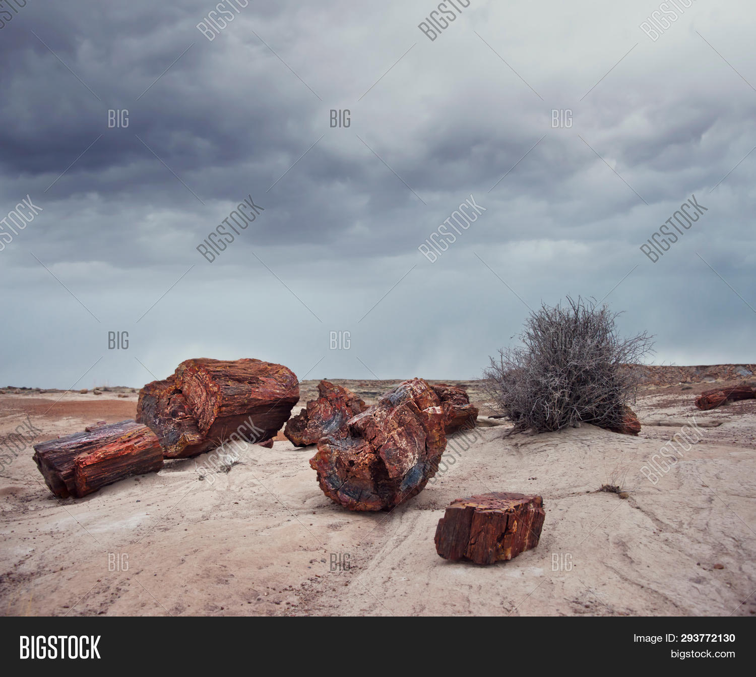 Fossilized Tree Trunks Image & Photo (Free Trial) | Bigstock