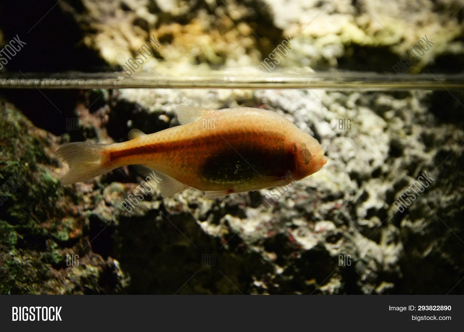 Cave Fish / Blind Bave Image & Photo (Free Trial) | Bigstock