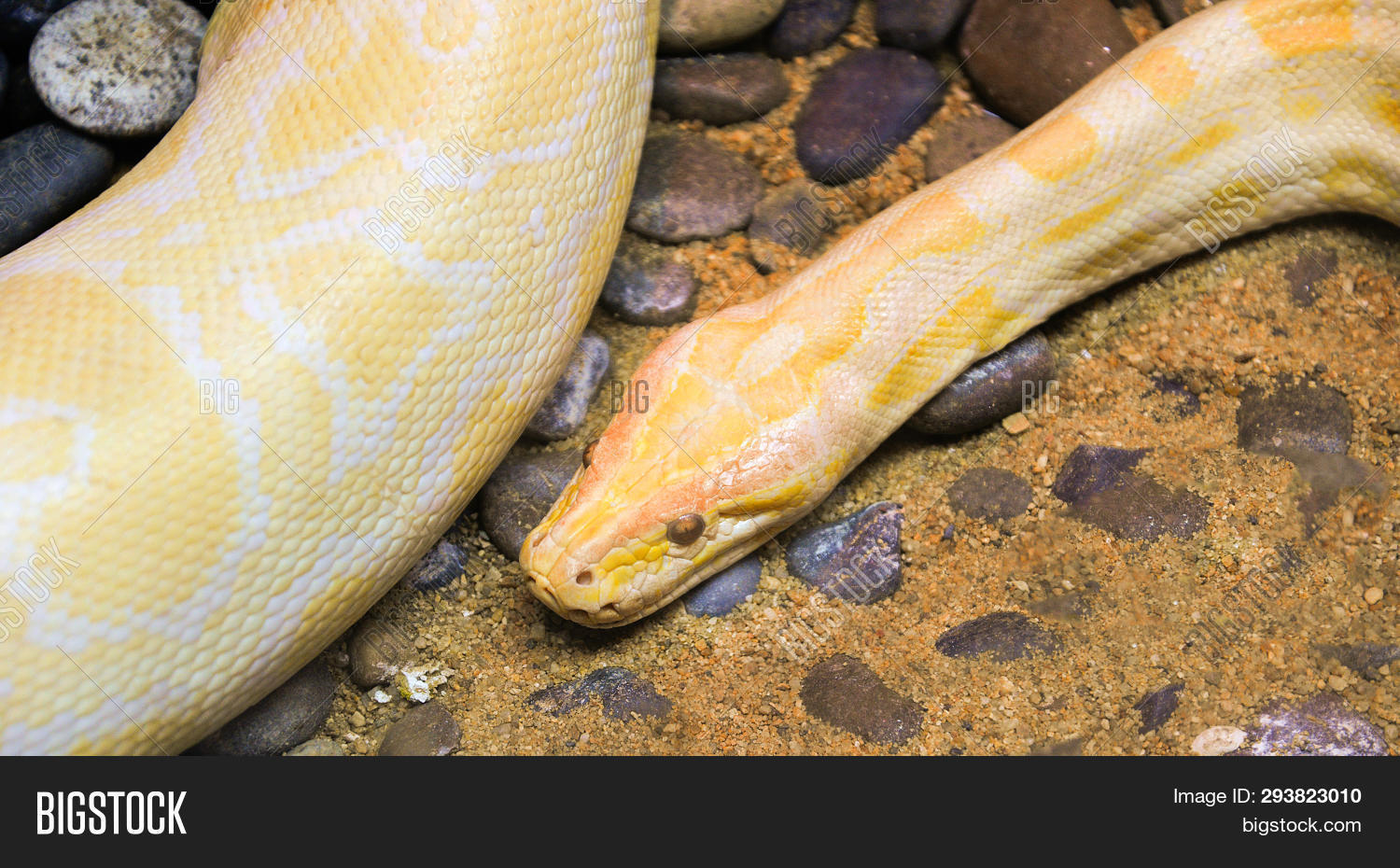 Golden Python Yellow Image & Photo (Free Trial) | Bigstock