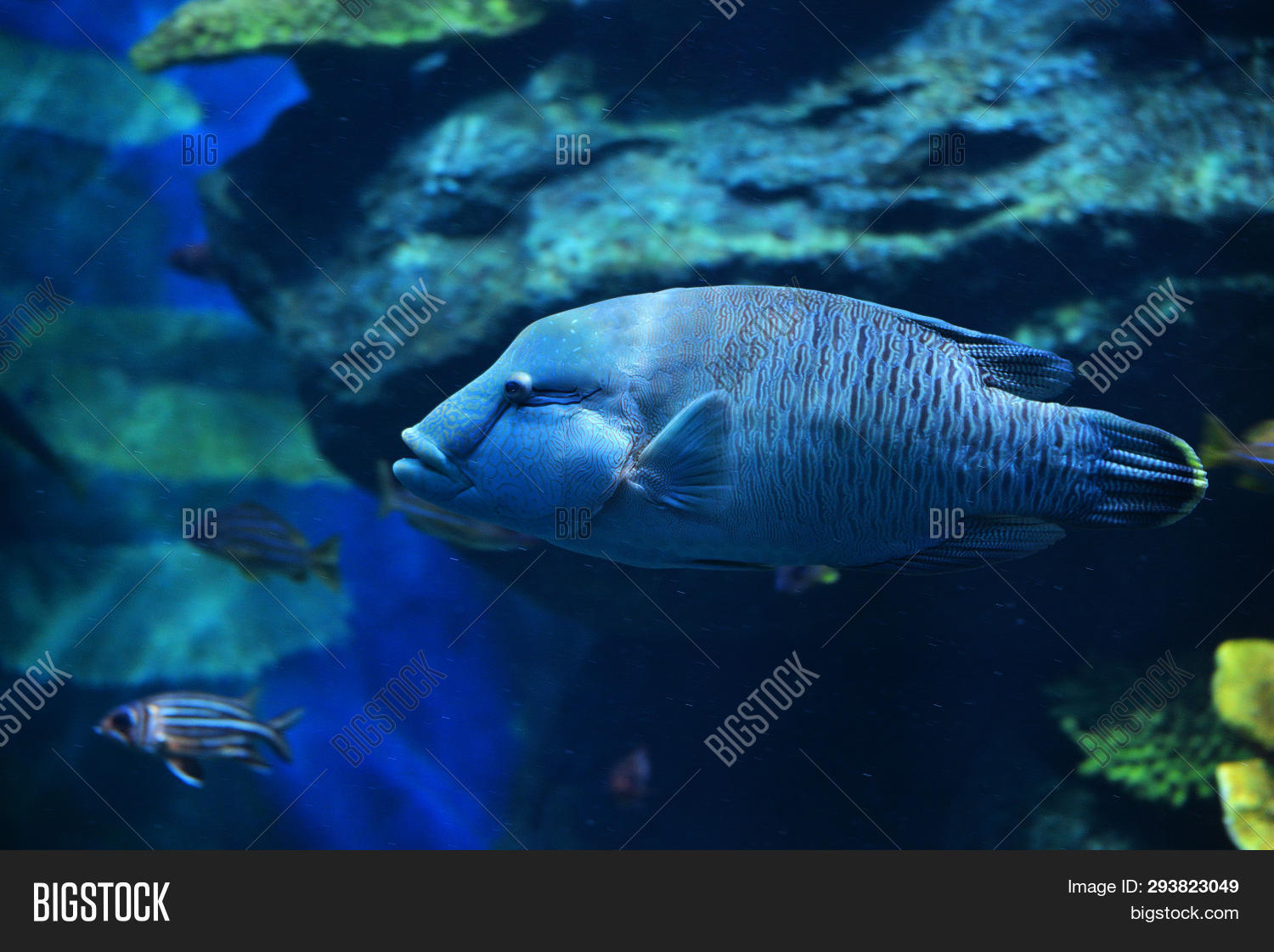 Humphead Maori Wrasse Image & Photo (Free Trial) | Bigstock