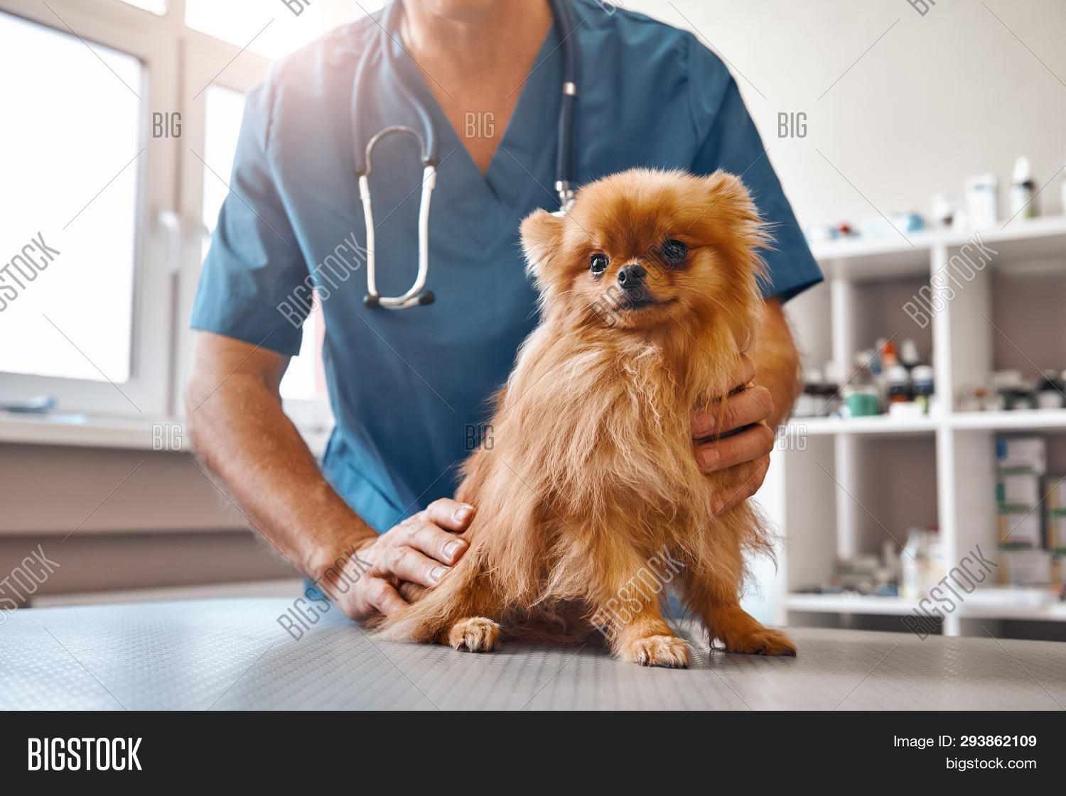 Cute Patient. Male Vet Image & Photo (Free Trial) | Bigstock