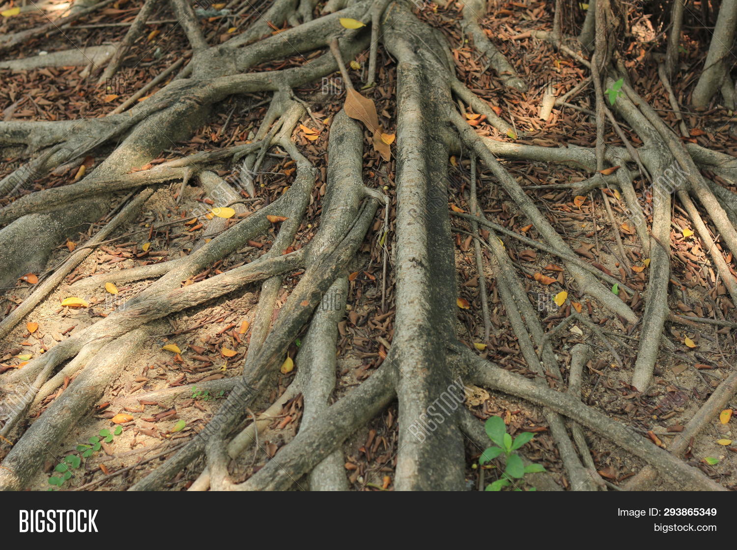 Tree Roots Green Grass Image & Photo (Free Trial) | Bigstock