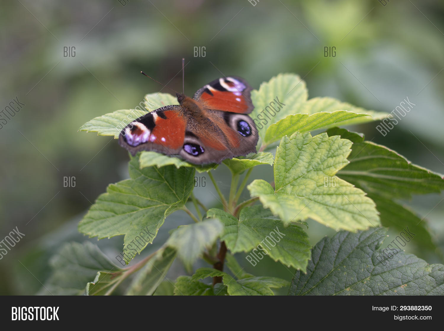 Brown Butterfly Image & Photo (Free Trial) | Bigstock