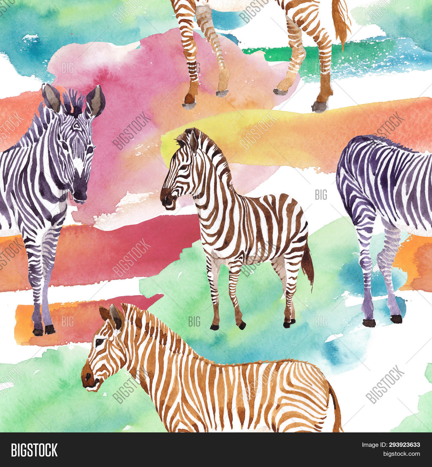 Exotic Zebra Wild Image & Photo (Free Trial) | Bigstock