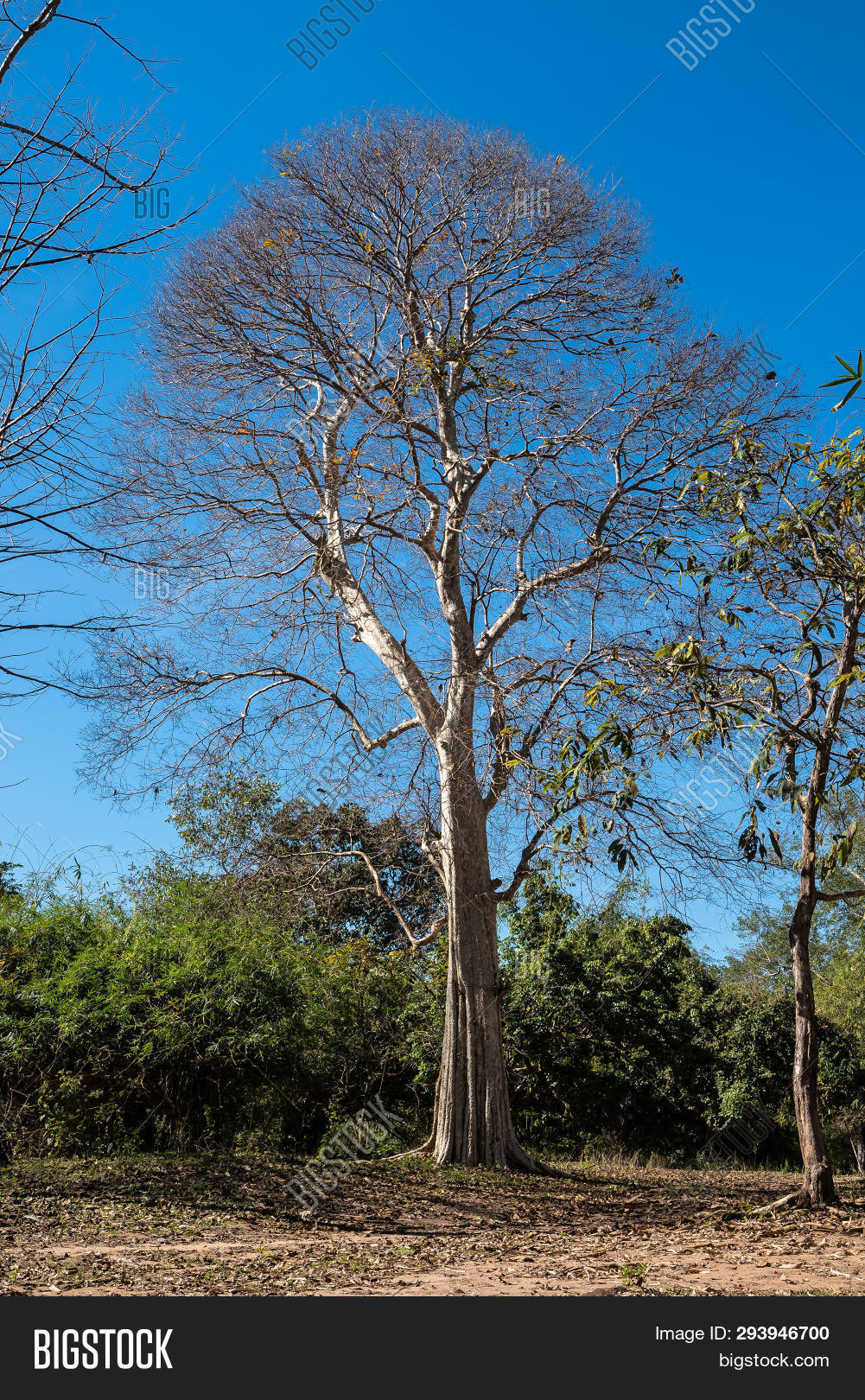 Big Tree Somphamit Image & Photo (Free Trial) | Bigstock
