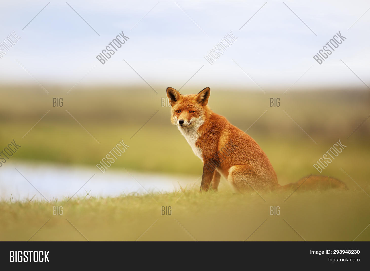 Fox Sitting Up