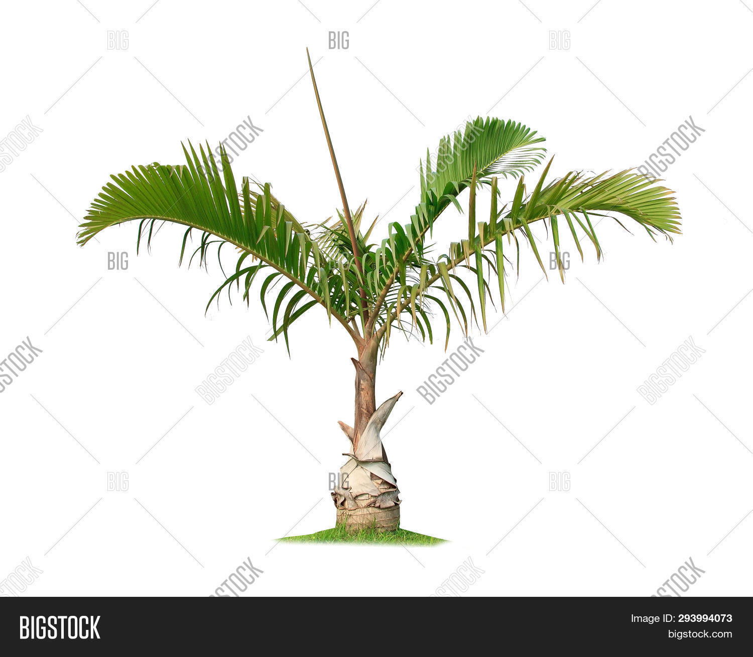 Isolated Big Palm Tree Image & Photo (Free Trial) | Bigstock
