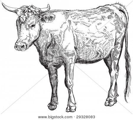 Cow - Black White Image & Photo (Free Trial) | Bigstock
