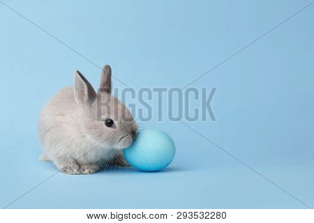 White Easter Bunny Image & Photo (Free Trial) | Bigstock
