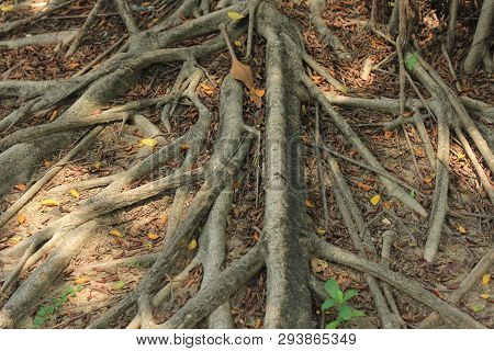 Tree Roots Green Grass Image & Photo (Free Trial) | Bigstock