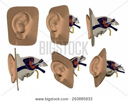 Set Model Human Ear. Vector & Photo (Free Trial) | Bigstock