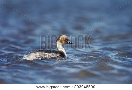 Close Silvery Grebe ( Image & Photo (Free Trial) | Bigstock