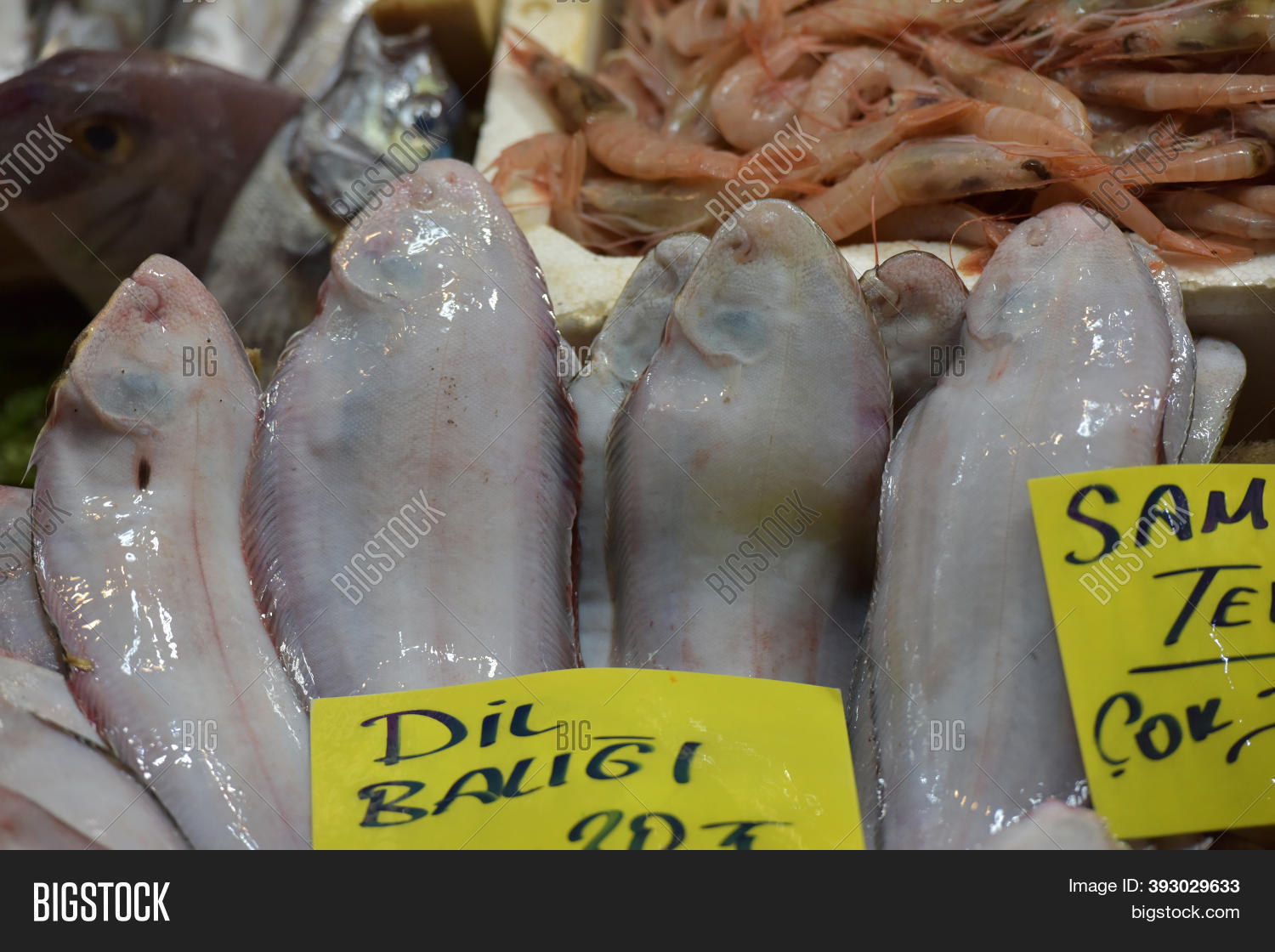 Solea Solea Fish Image & Photo (Free Trial) | Bigstock