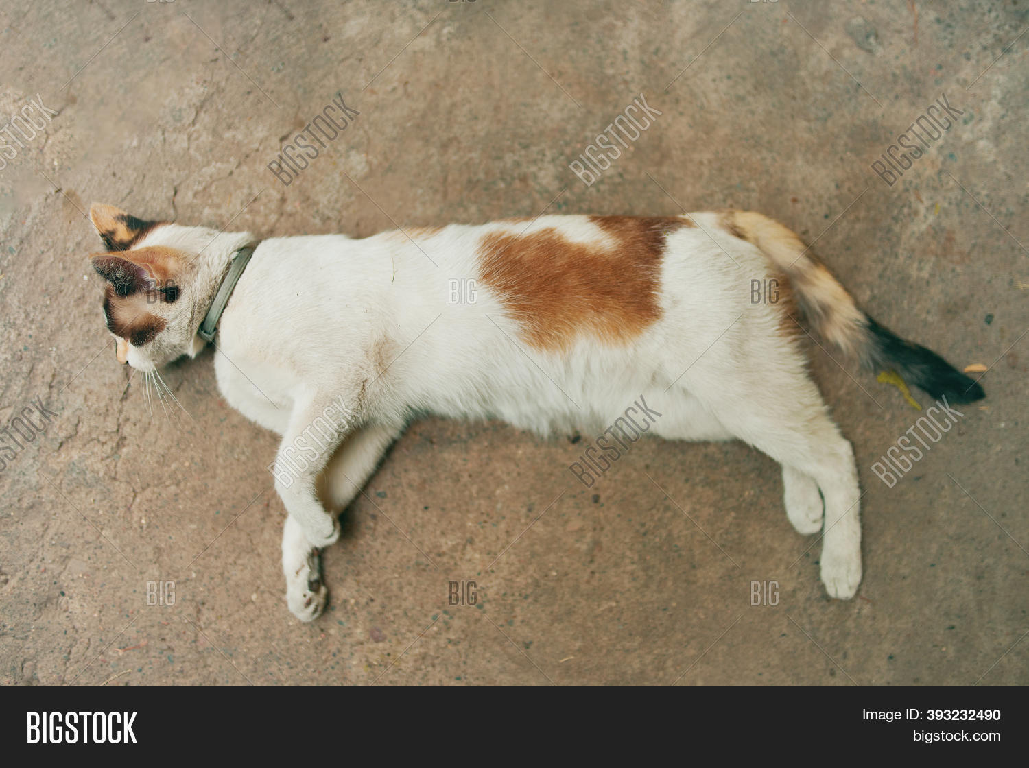 Stray Cat Hit By Car Image & Photo (Free Trial) | Bigstock