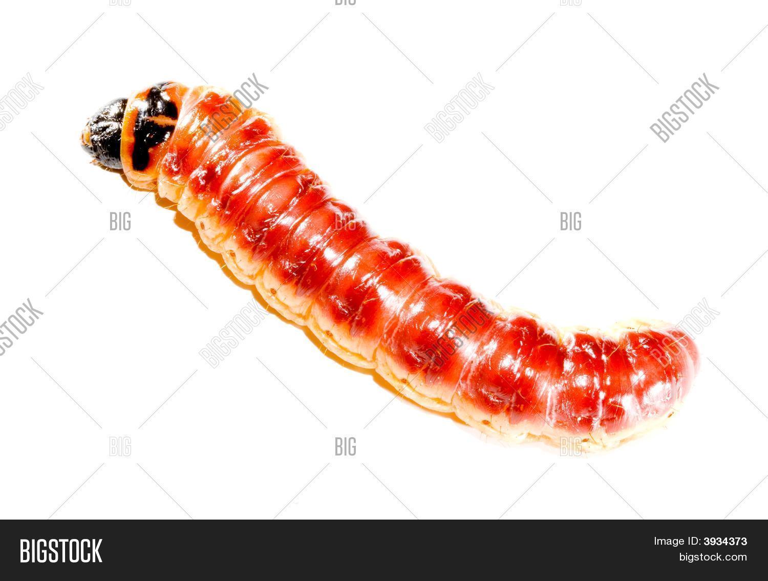 Superworm Image & Photo (Free Trial) | Bigstock