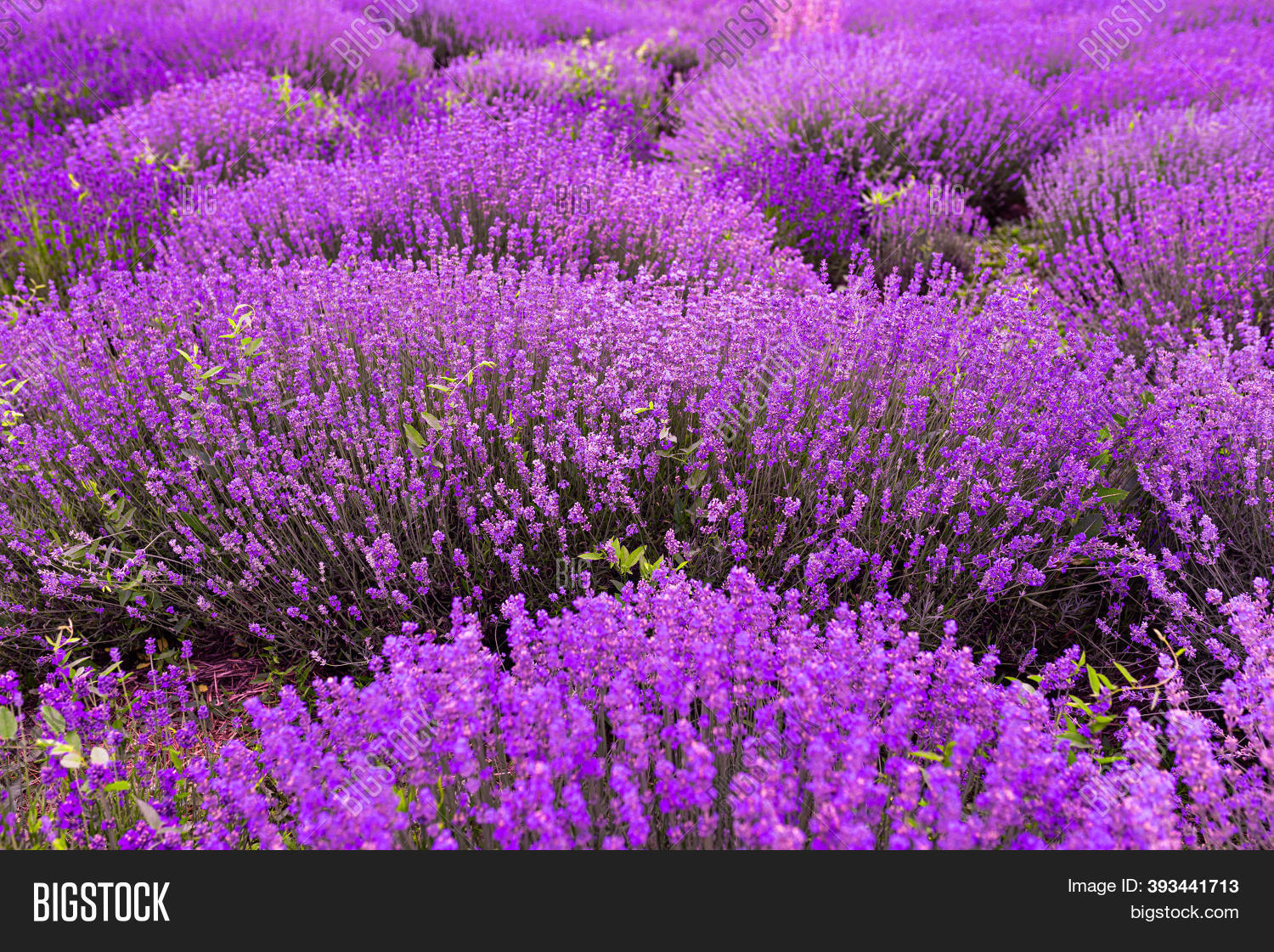Lavender Flower Image & Photo (Free Trial) | Bigstock