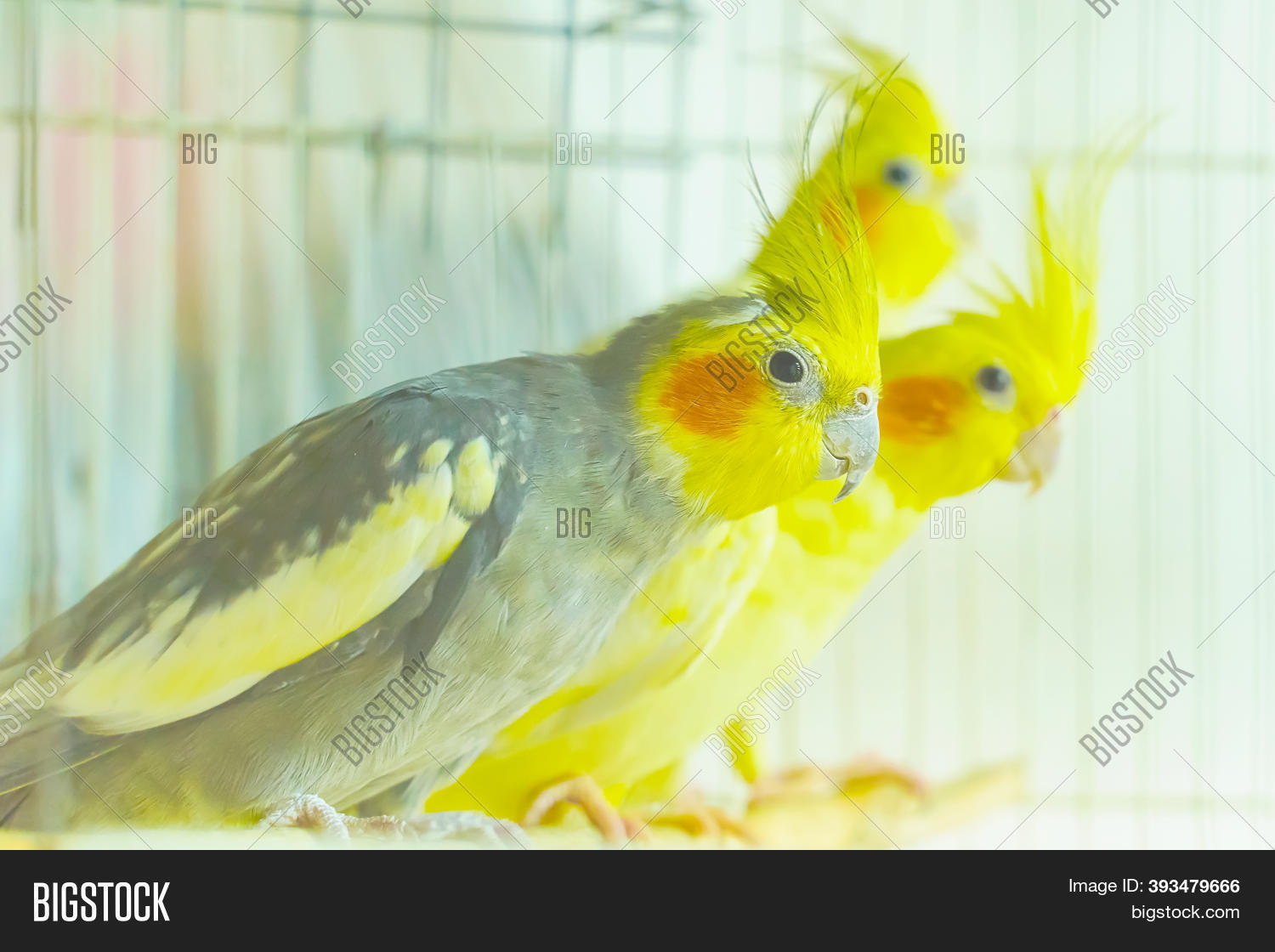 Group Colorful Corella Image & Photo (Free Trial) | Bigstock