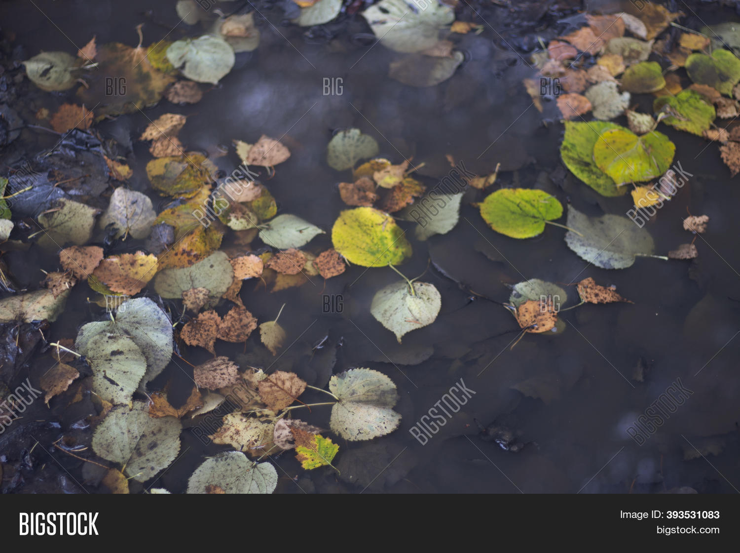 Autumn Leaves Puddle. Image & Photo (Free Trial) | Bigstock