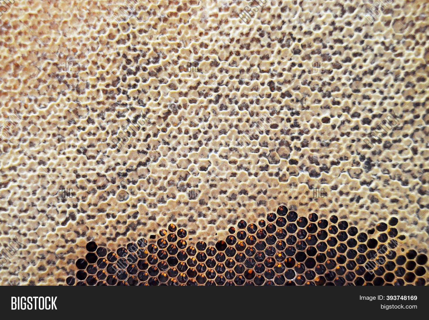 Drop Bee Honey Drip Image & Photo (Free Trial) | Bigstock