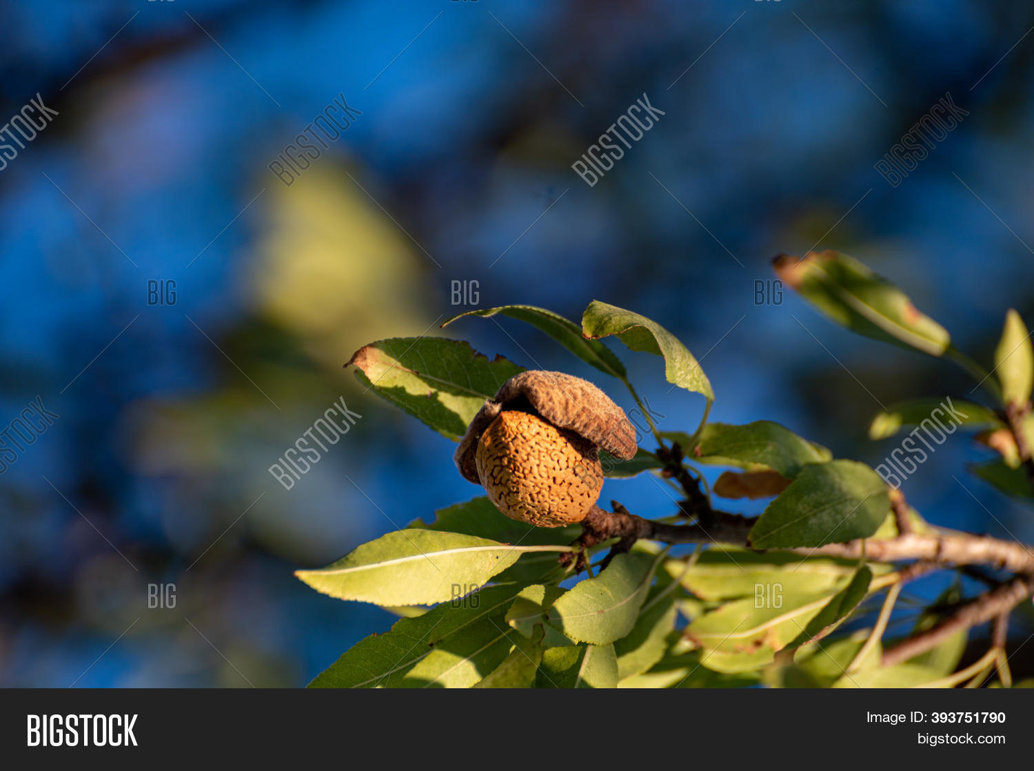 Almond Tree Ripe Hard Image & Photo (Free Trial) | Bigstock