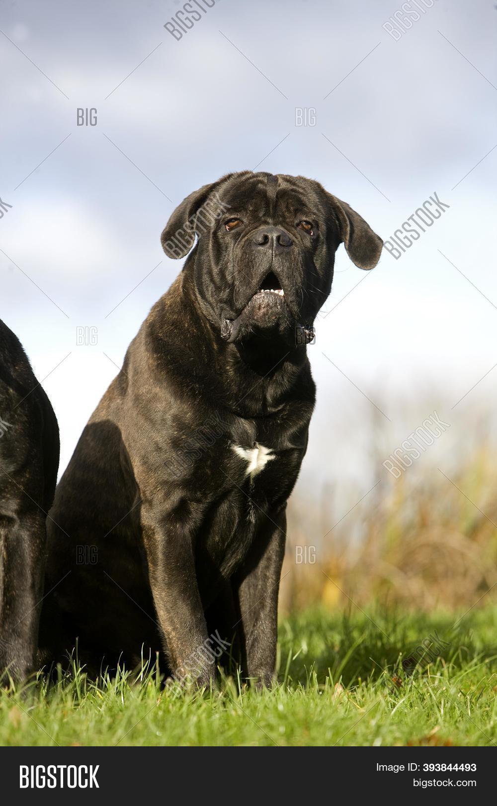 Cane Corso, Dog Breed Image & Photo (Free Trial) | Bigstock