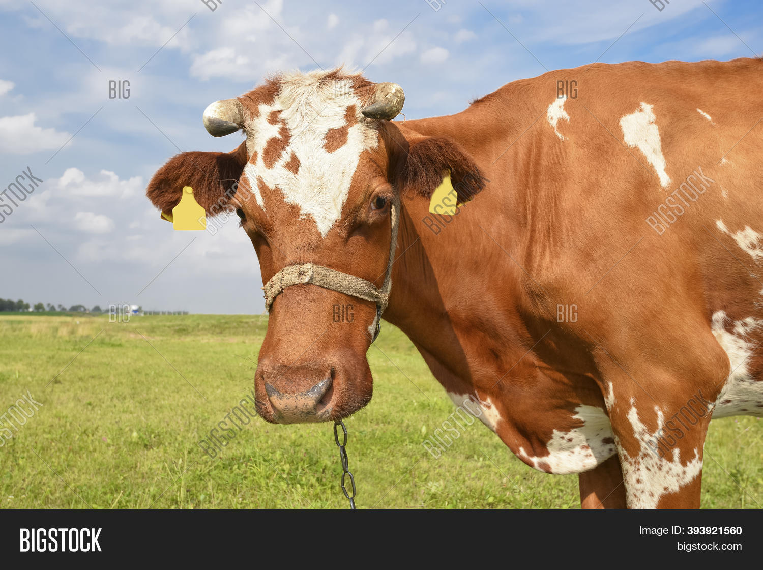 Red Spotted Cow Image & Photo (Free Trial) | Bigstock