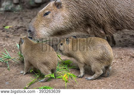 Female Capybara Her Image & Photo (Free Trial) | Bigstock