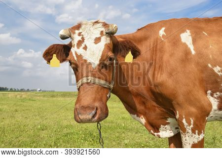 Red Spotted Cow Image & Photo (Free Trial) | Bigstock