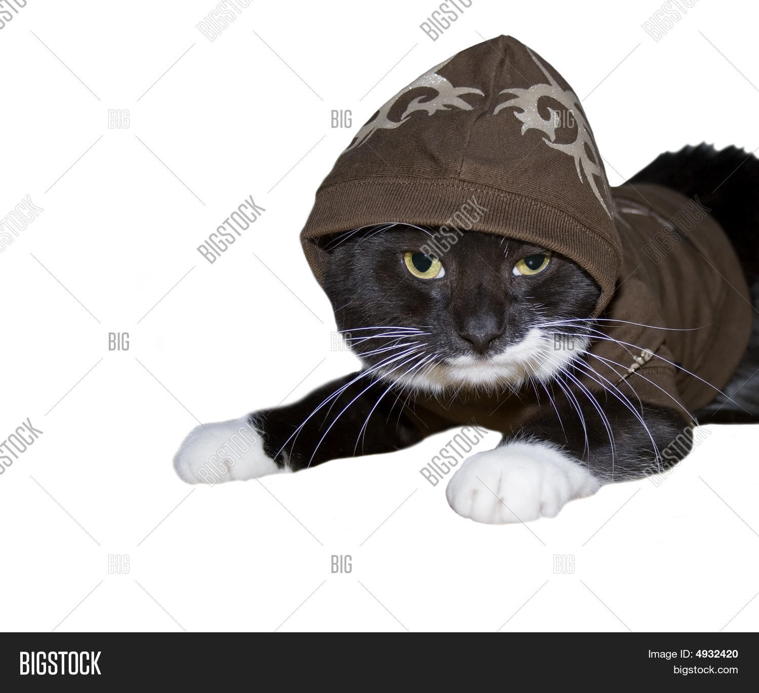 Cat Hoody Image & Photo (Free Trial) | Bigstock