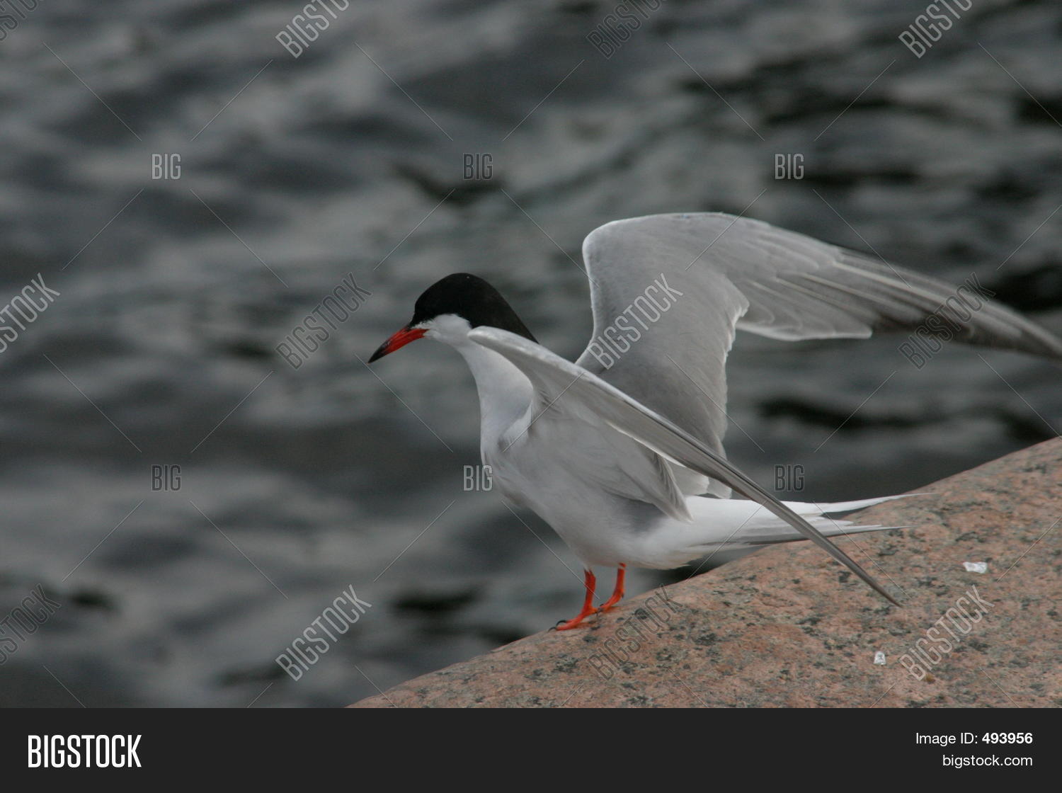 Common Tern Image & Photo (Free Trial) | Bigstock