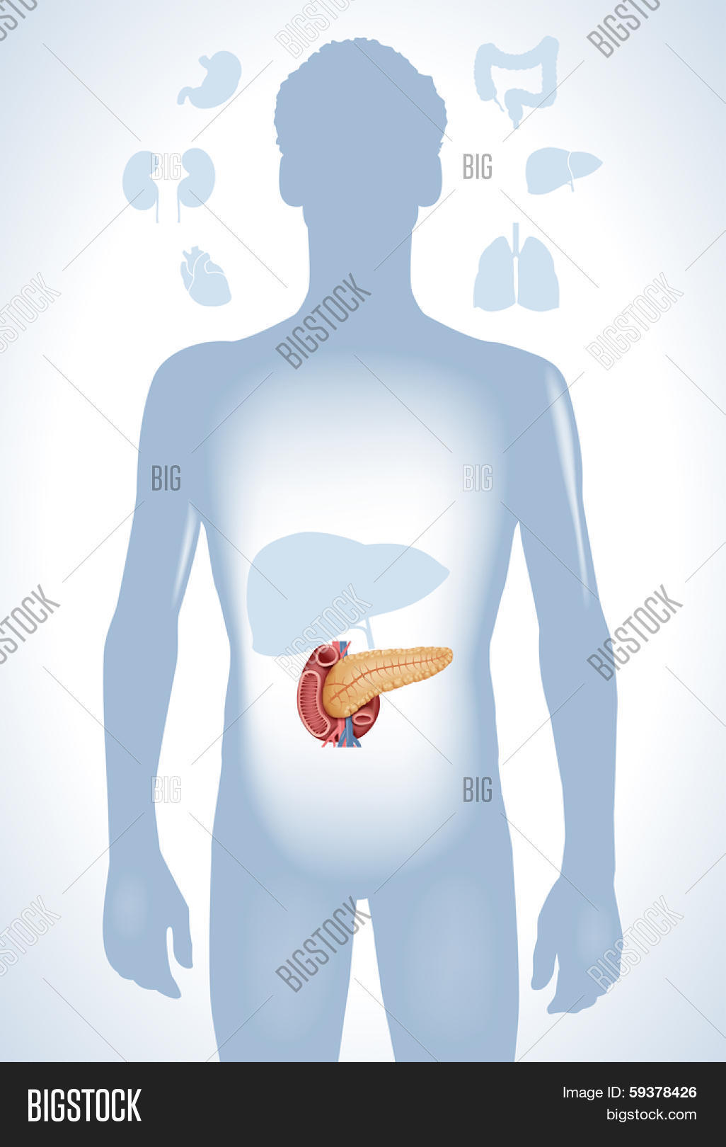 Vector y foto Pancreas. Modern (prueba gratis) | Bigstock