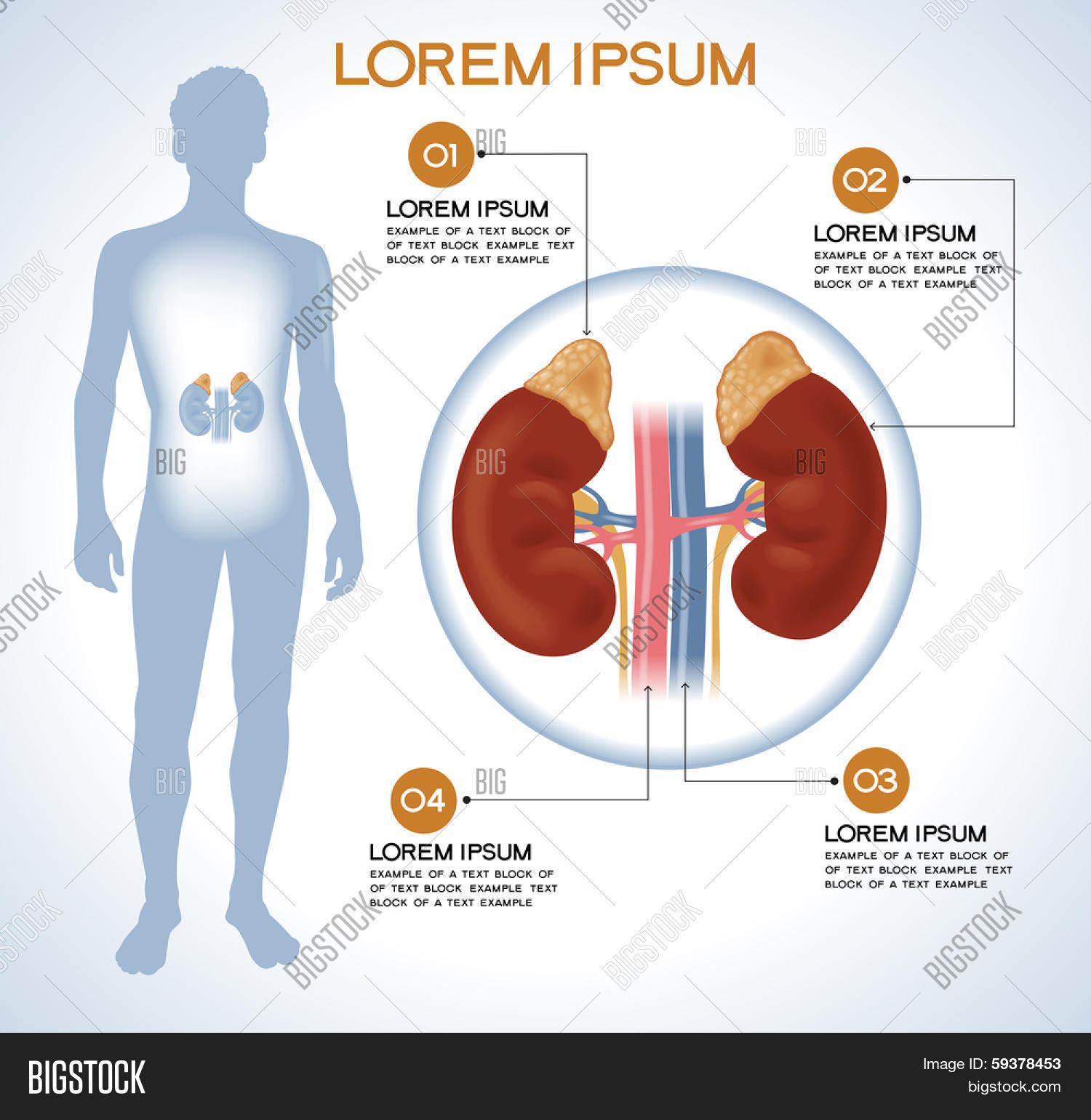 Adrenal. Modern Vector & Photo (Free Trial) | Bigstock